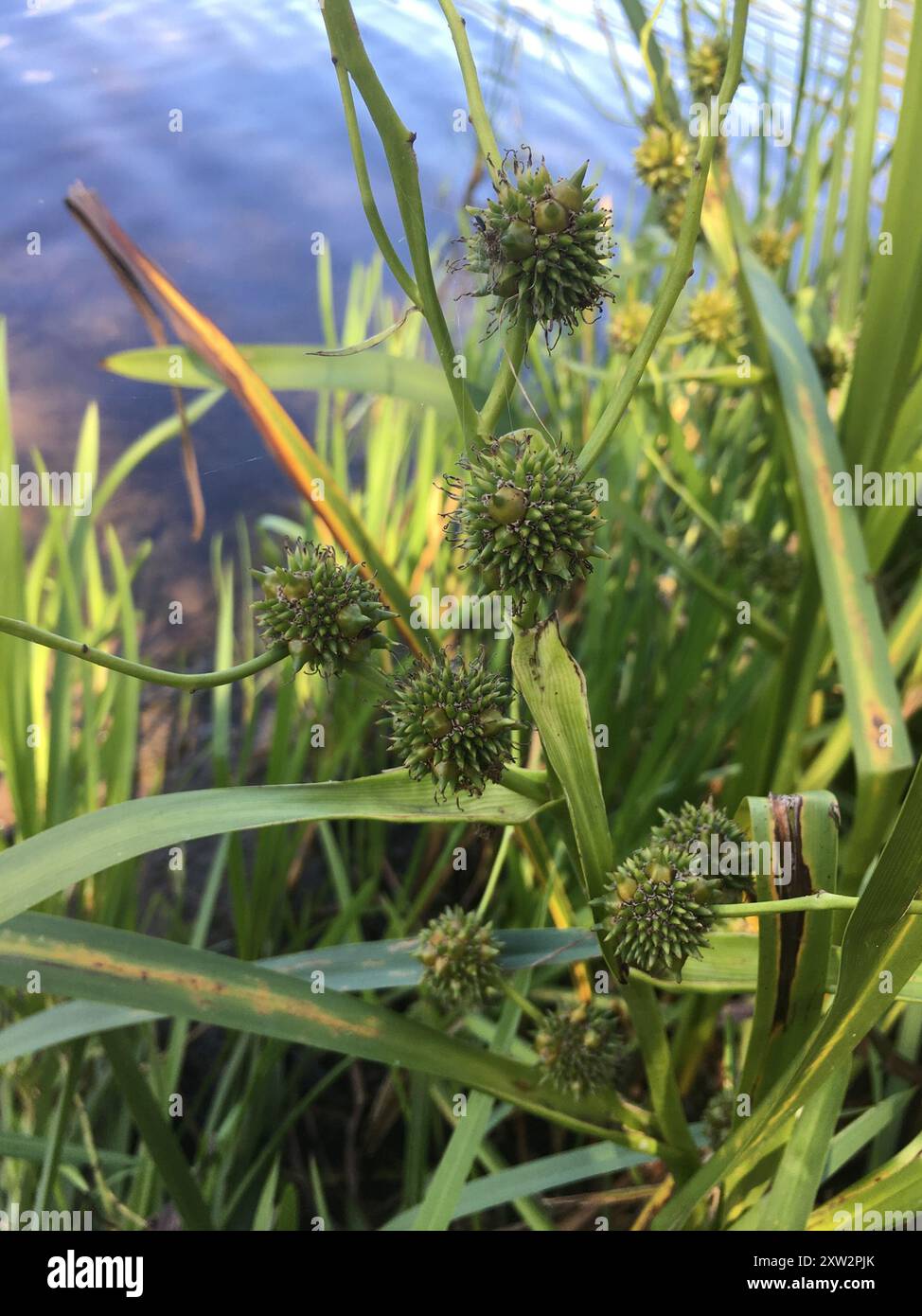 Branched Bur-reed (Sparganium erectum) Plantae Stock Photo - Alamy