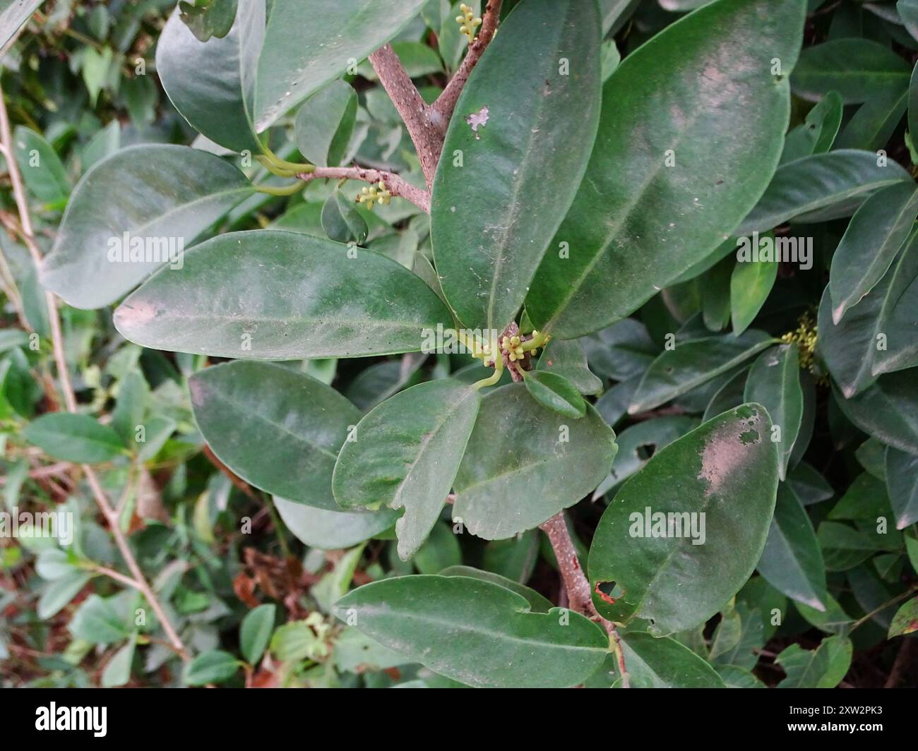 (Embelia drupacea) Plantae Stock Photo - Alamy