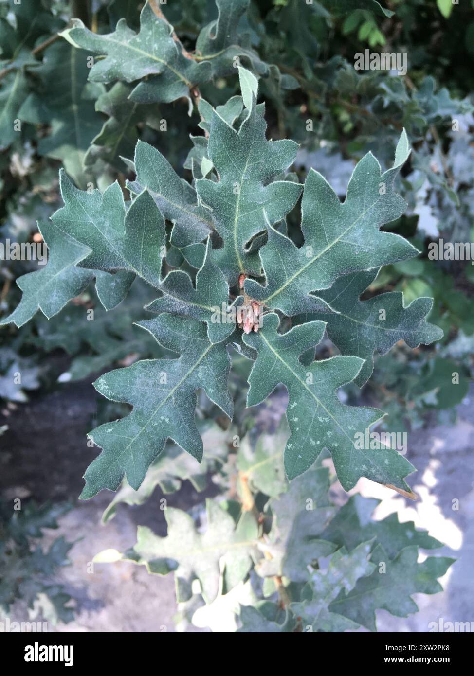 downy oak (Quercus pubescens) Plantae Stock Photo - Alamy