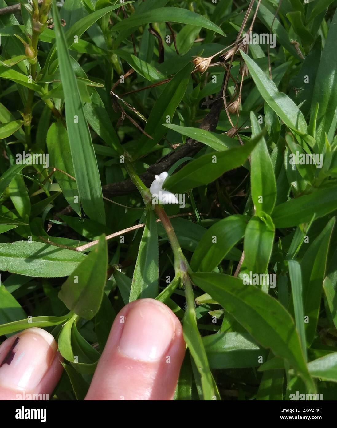 buttonweed (Diodia virginiana) Plantae Stock Photo - Alamy