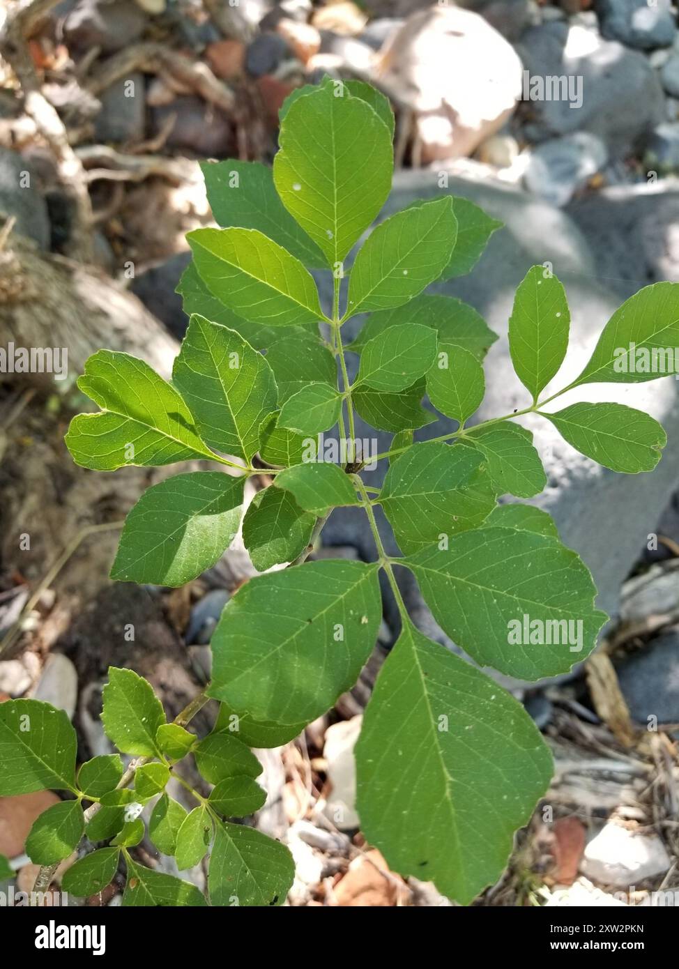 velvet ash (Fraxinus velutina) Plantae Stock Photo - Alamy