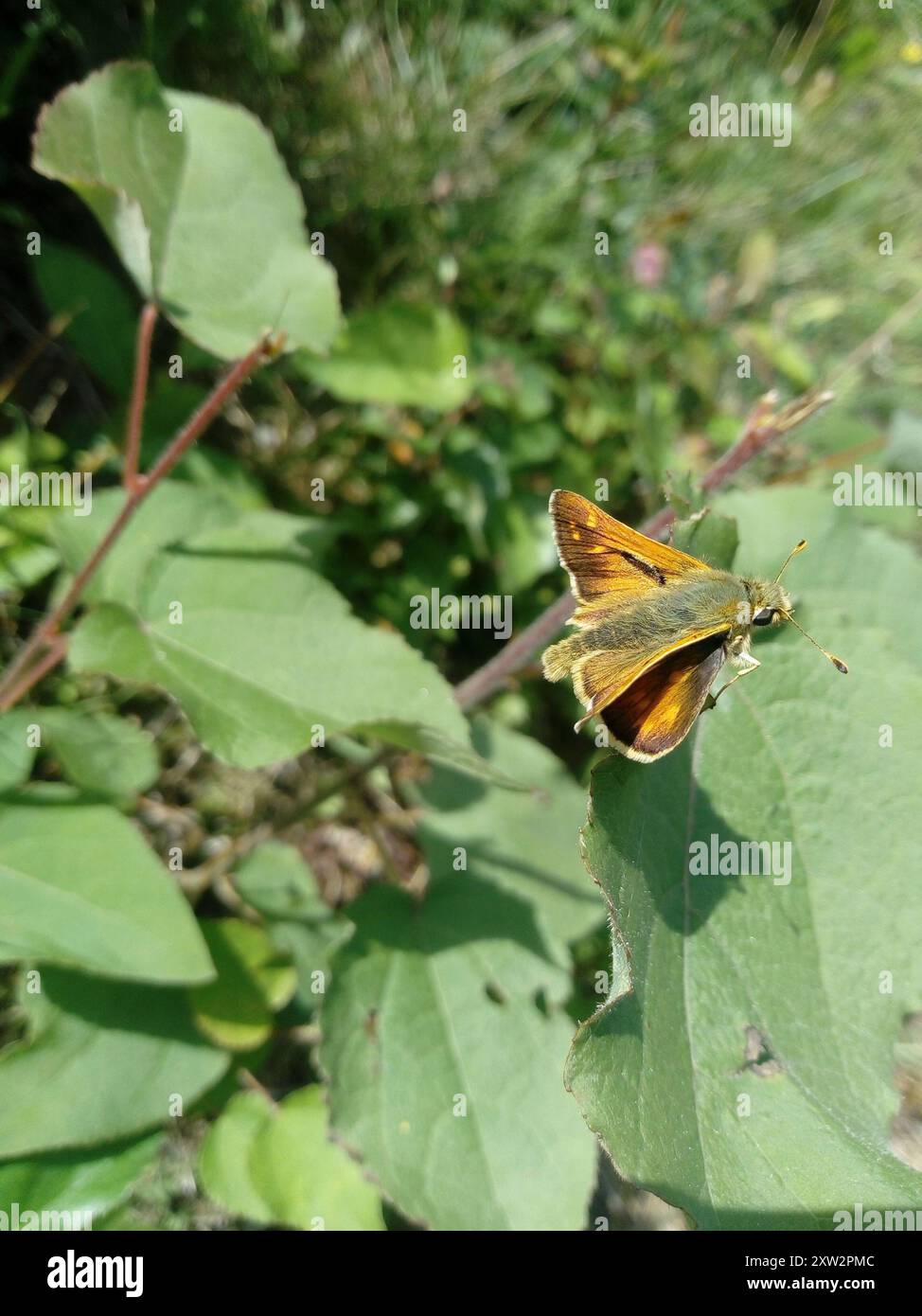 Common Branded Skipper (Hesperia comma) Insecta Stock Photo - Alamy