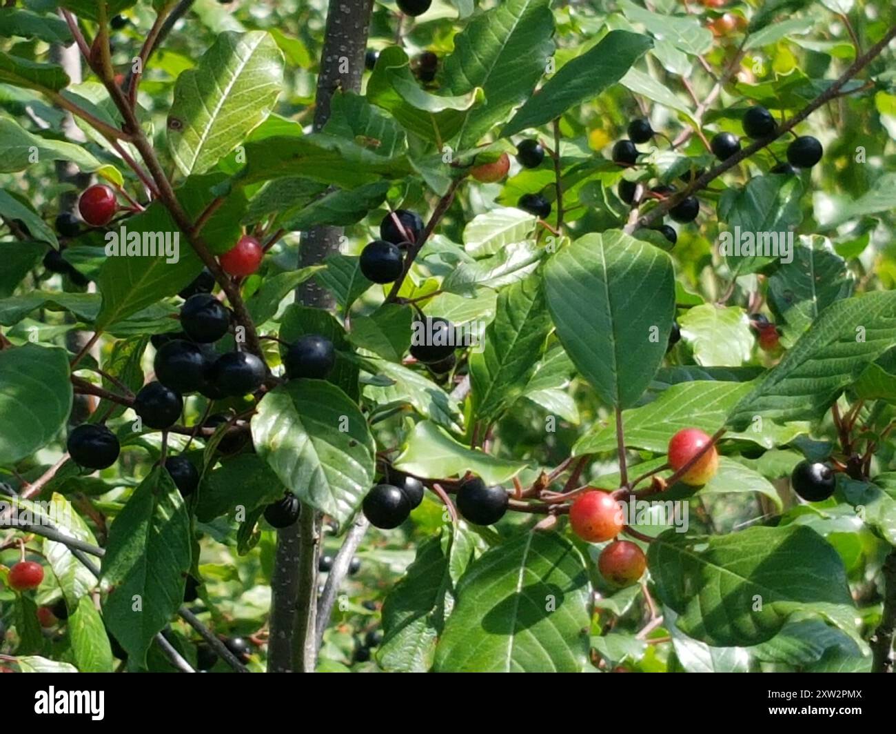 alder buckthorn (Frangula alnus) Plantae Stock Photo - Alamy