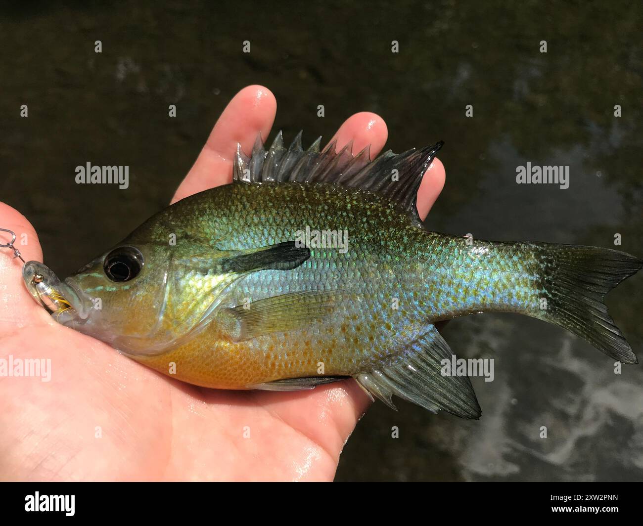 Redbreast Sunfish (Lepomis auritus) Actinopterygii Stock Photo - Alamy