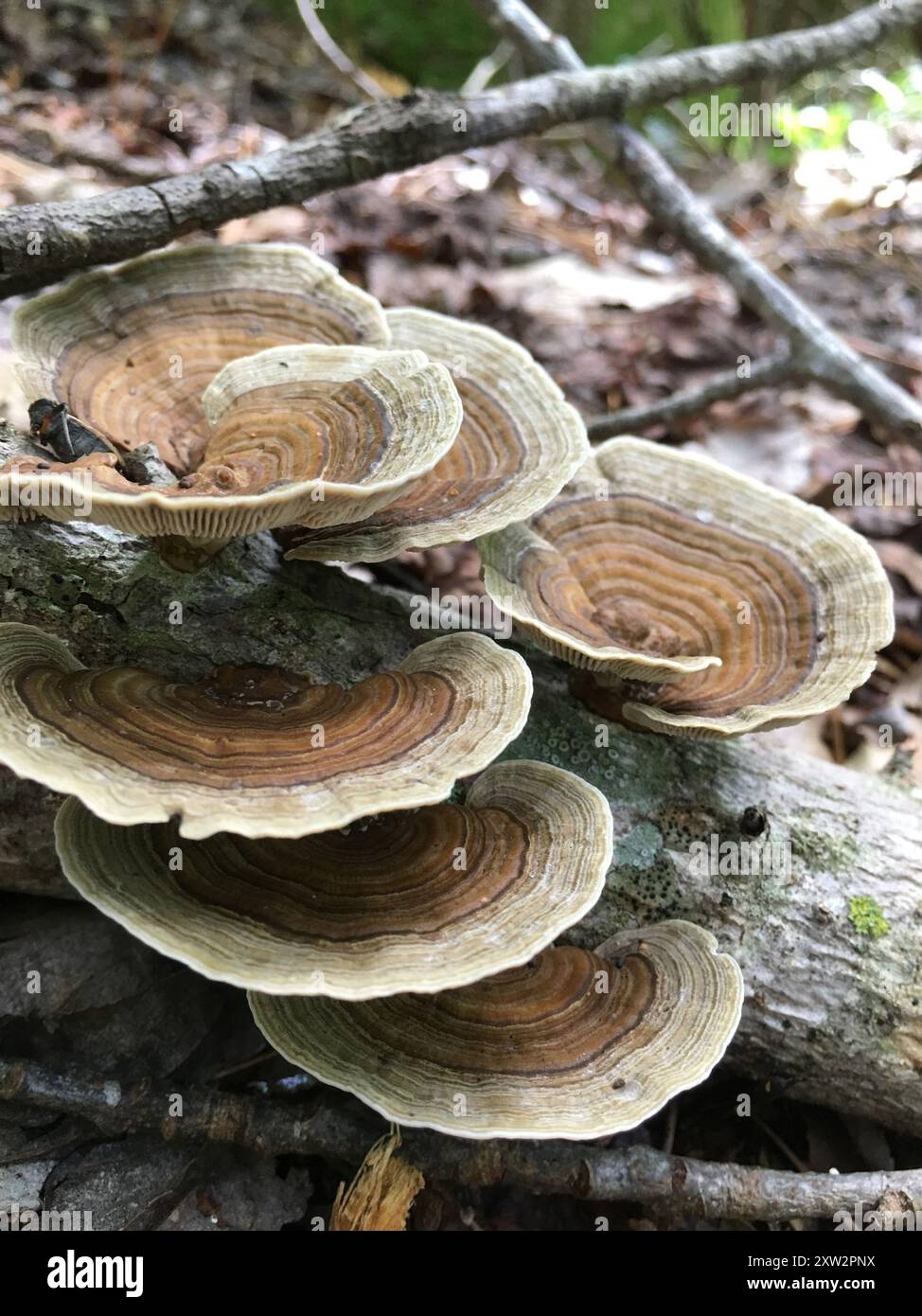 bracket fungi (Polyporaceae) Fungi Stock Photo - Alamy