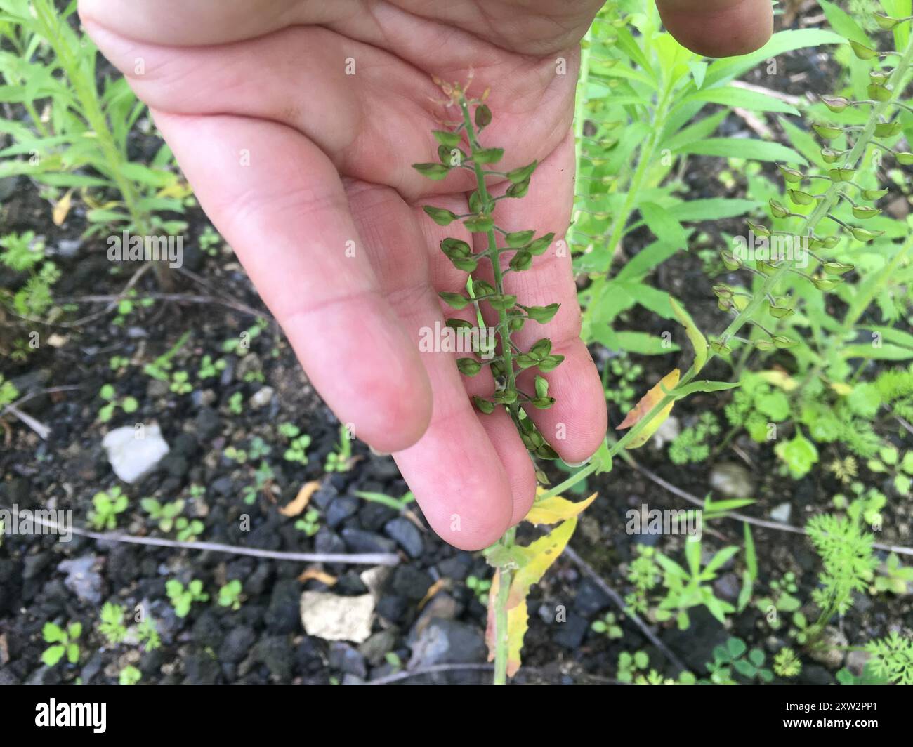 field peppergrass (Lepidium campestre) Plantae Stock Photo - Alamy