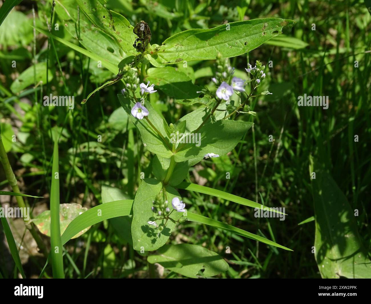 blue water-speedwell (Veronica anagallis-aquatica) Plantae Stock Photo ...