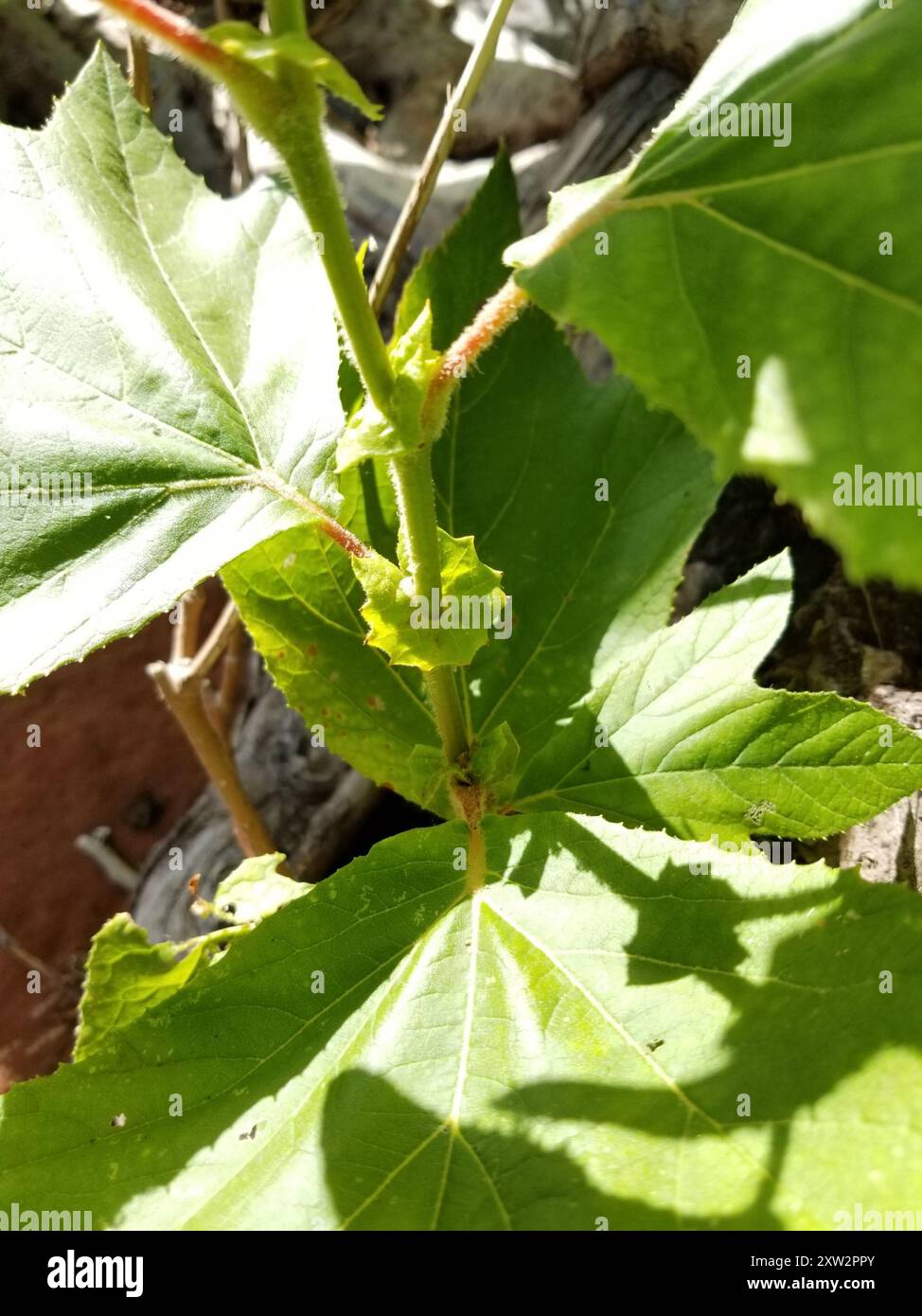 Arizona sycamore (Platanus wrightii) Plantae Stock Photo - Alamy
