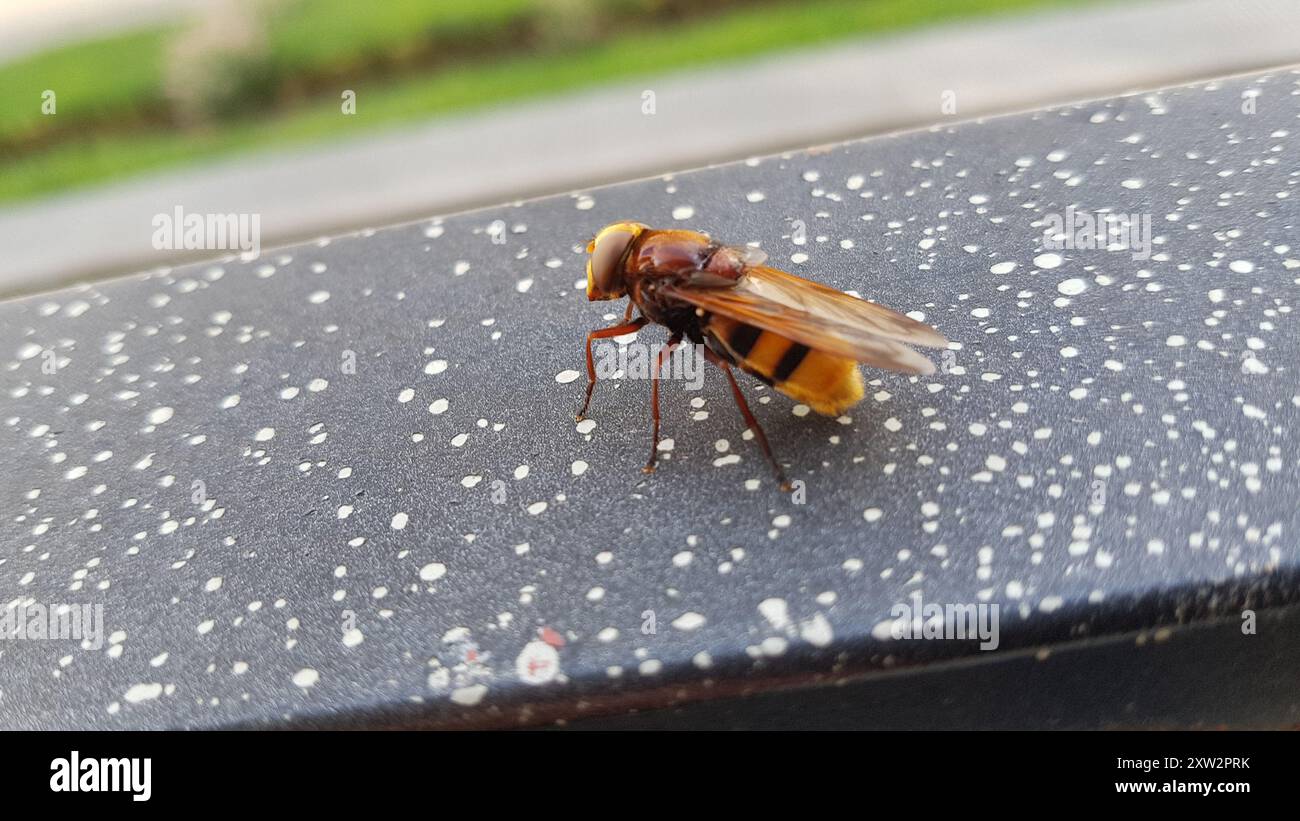 Hornet Mimic Hover Fly (Volucella zonaria) Insecta Stock Photo - Alamy
