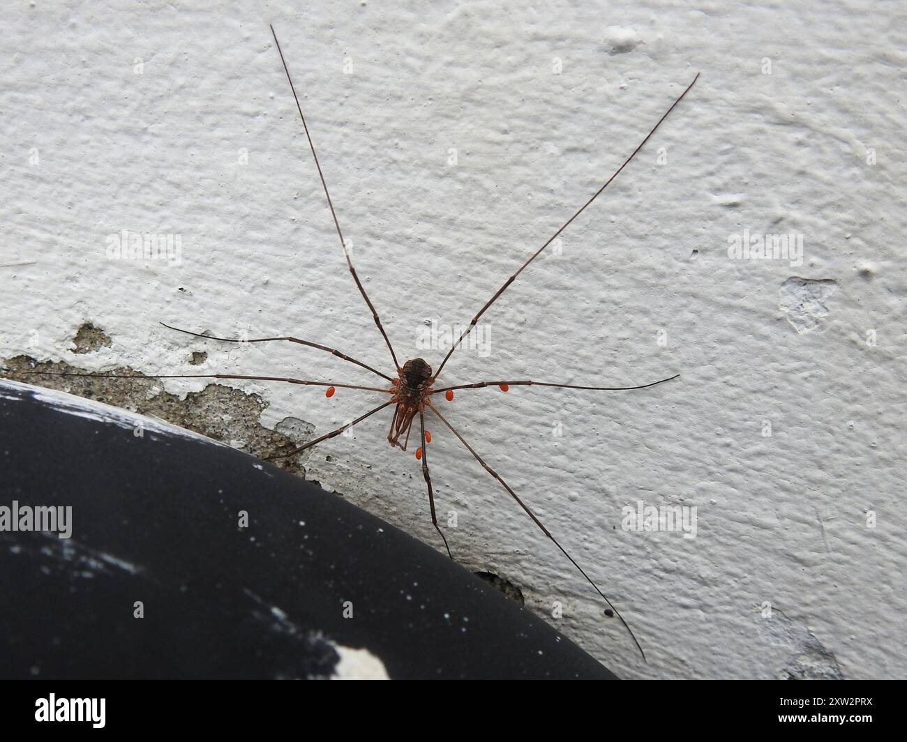 European Harvestman (Phalangium opilio) Arachnida Stock Photo - Alamy