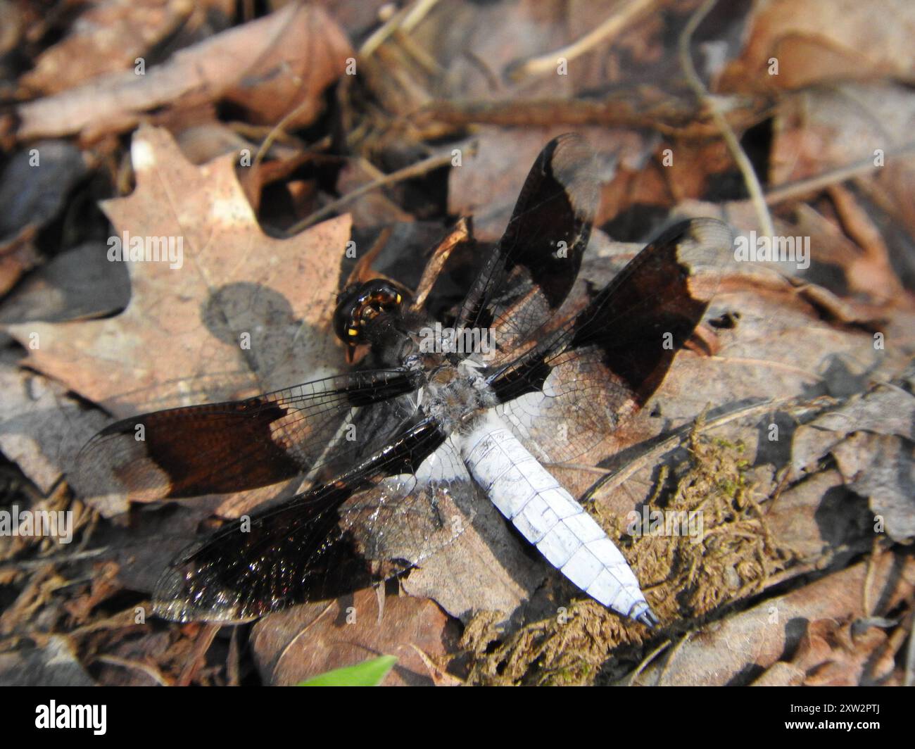 Common Whitetail (Plathemis lydia) Insecta Stock Photo - Alamy