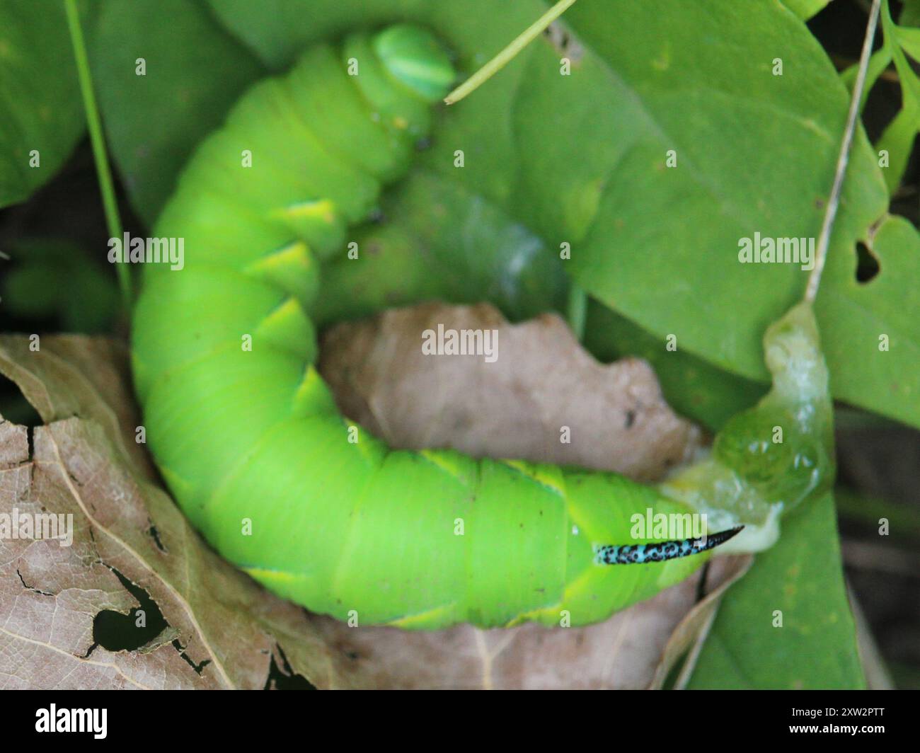 Laurel Sphinx (Sphinx kalmiae) Insecta Stock Photo - Alamy