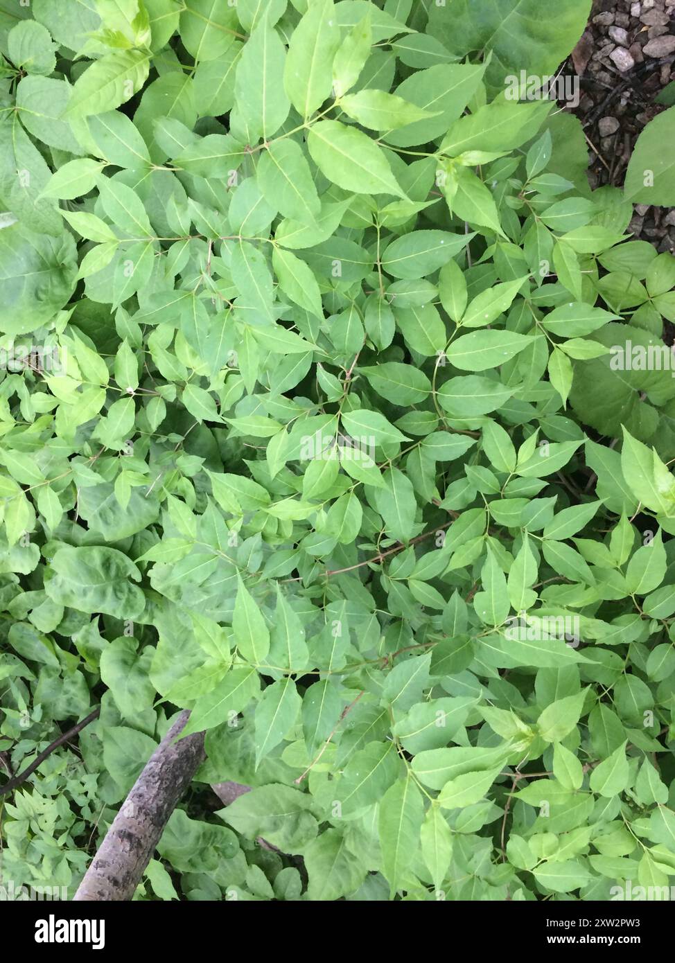 northern bush honeysuckle (Diervilla lonicera) Plantae Stock Photo - Alamy