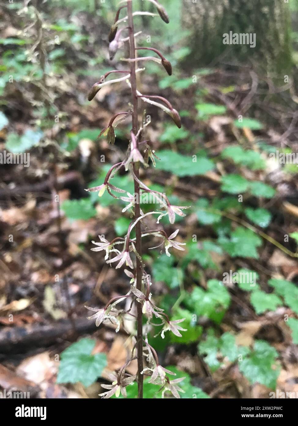 crane-fly orchid (Tipularia discolor) Plantae Stock Photo - Alamy