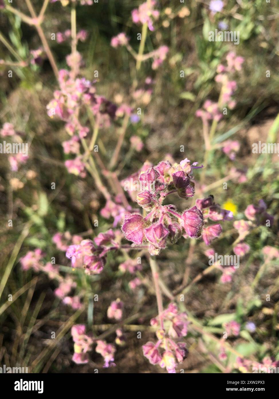Narrowleaf Four o'Clock (Mirabilis linearis) Plantae Stock Photo - Alamy