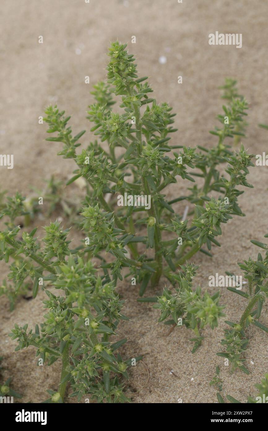 saltwort (Salsola kali) Plantae Stock Photo - Alamy