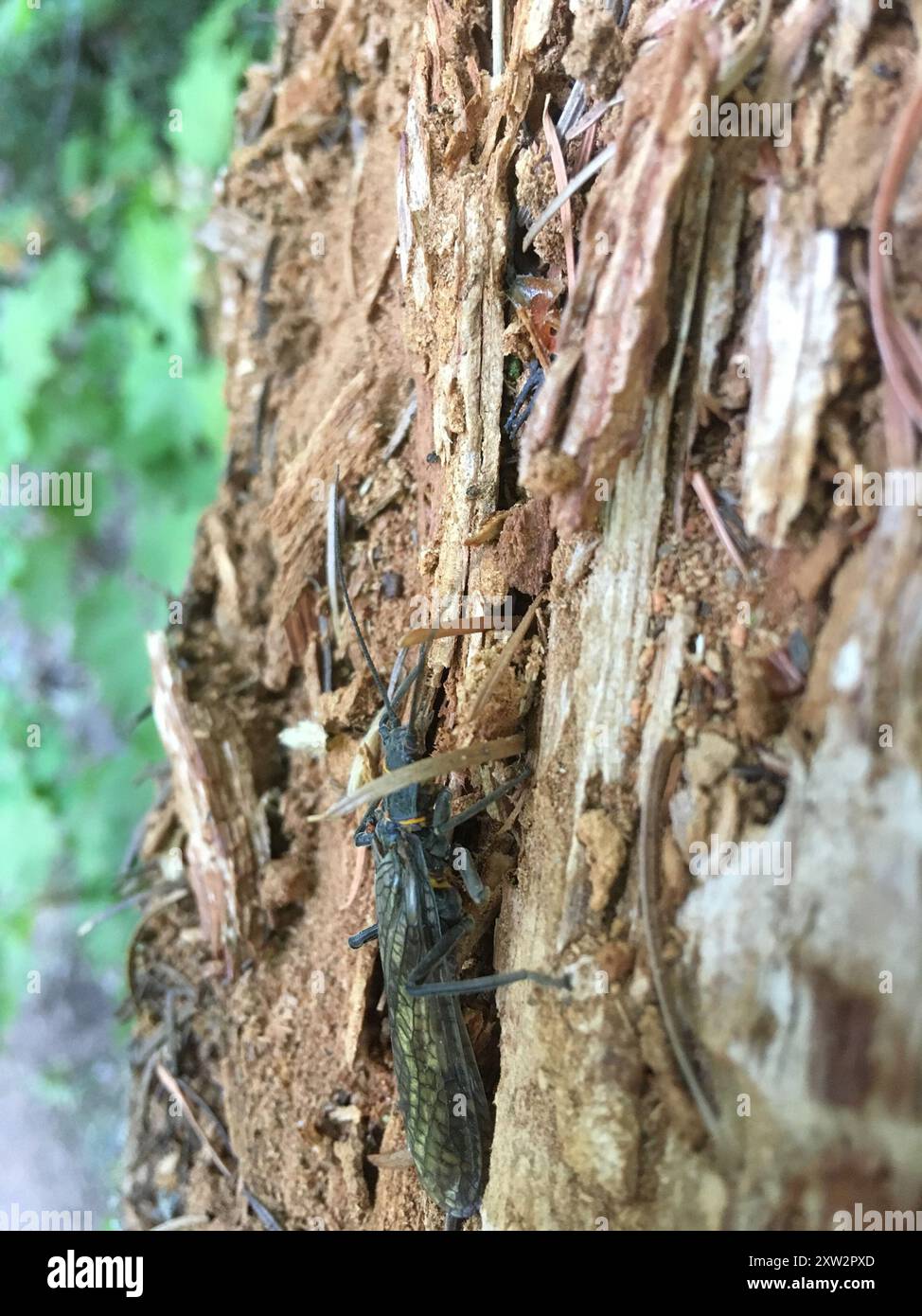 Giant Stoneflies and Salmonflies (Pteronarcys) Insecta Stock Photo - Alamy