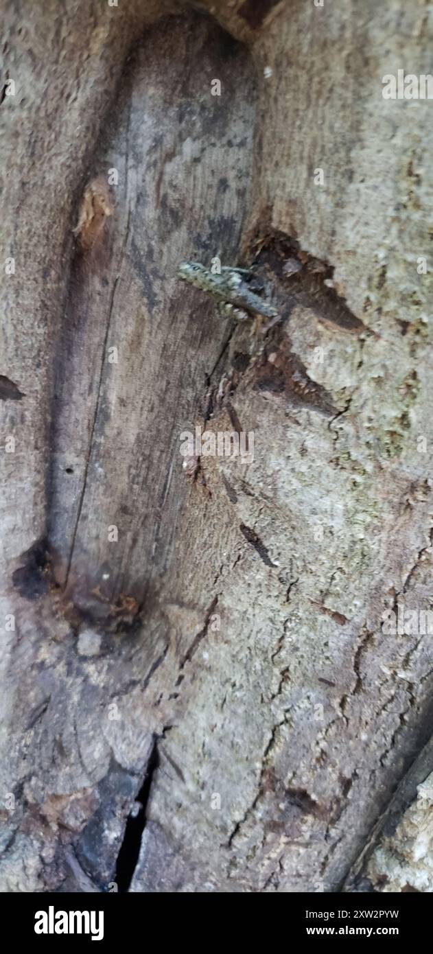 Pine tree Spur-throat Grasshopper (Melanoplus punctulatus) Insecta ...