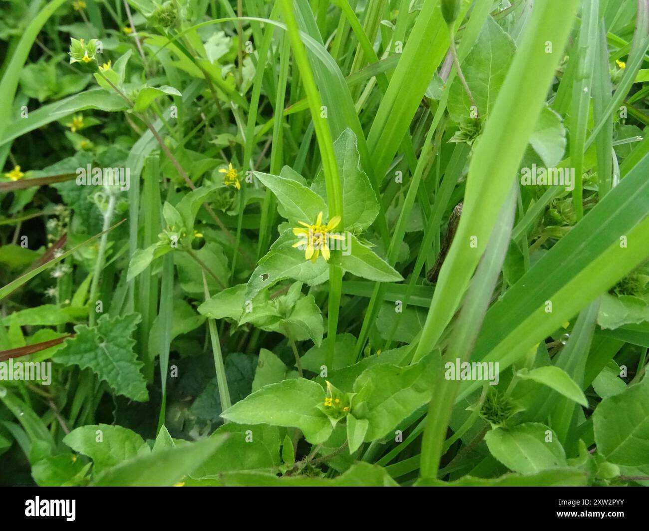 straggler daisy (Calyptocarpus vialis) Plantae Stock Photo - Alamy