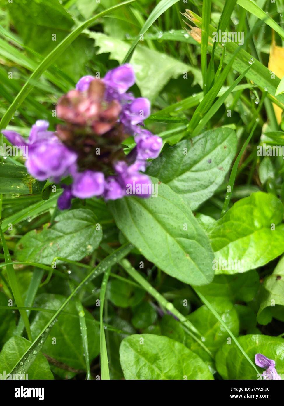 common selfheal (Prunella vulgaris) Plantae Stock Photo - Alamy