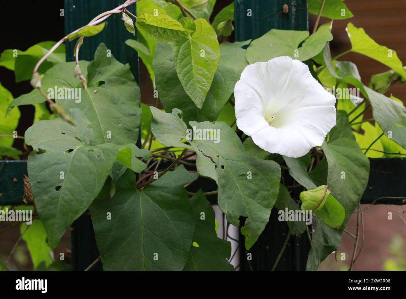 large bindweed (Calystegia silvatica) Plantae Stock Photo - Alamy