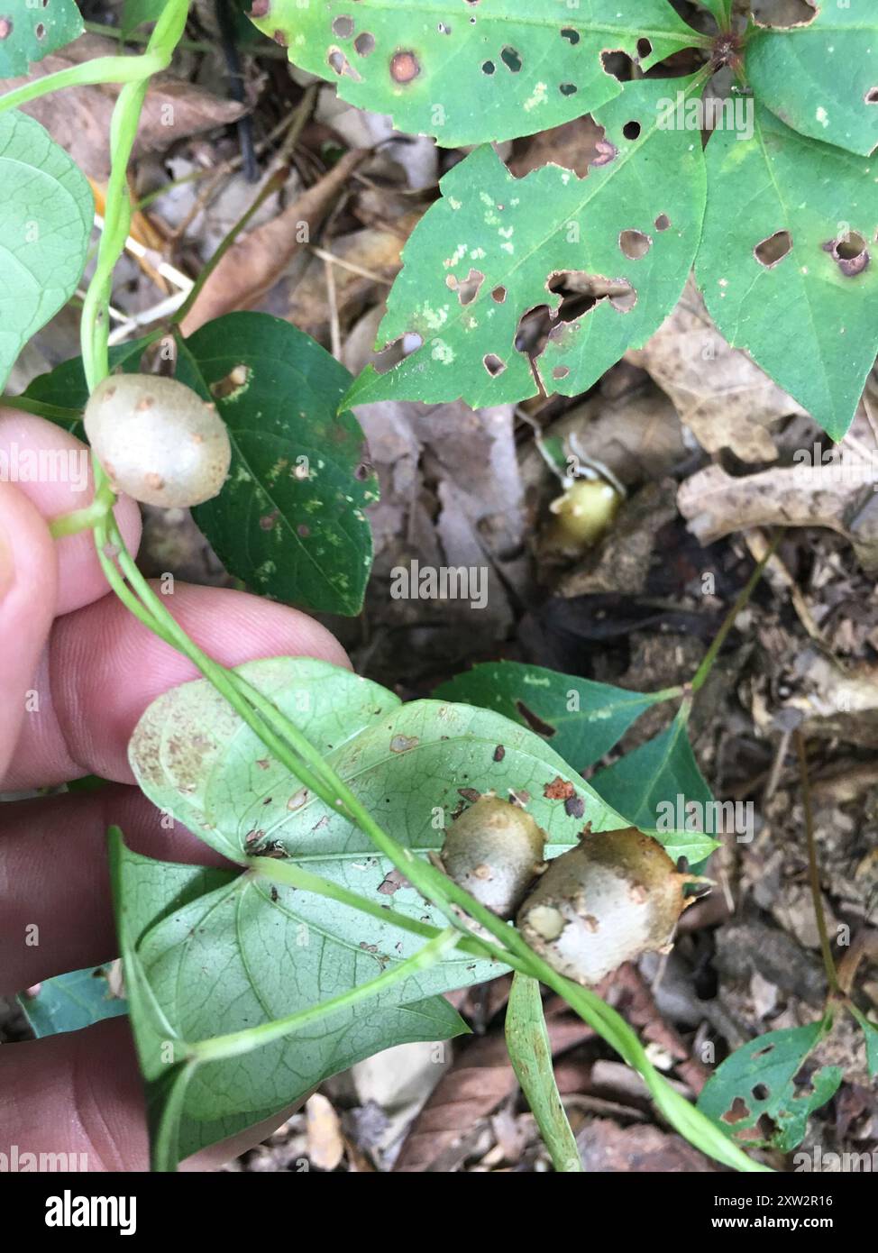 Chinese yam (Dioscorea polystachya) Plantae Stock Photo - Alamy