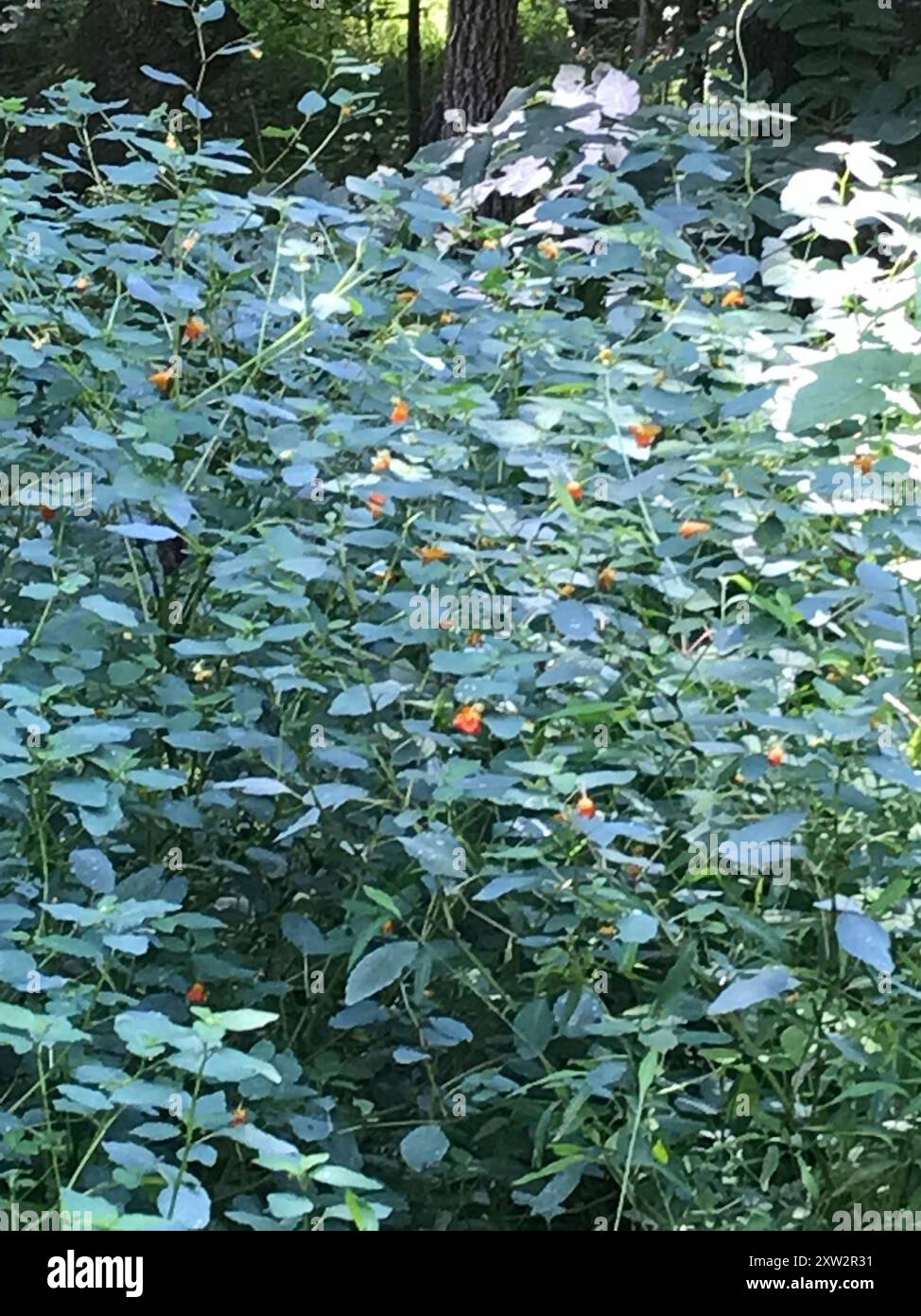 common jewelweed (Impatiens capensis) Plantae Stock Photo - Alamy
