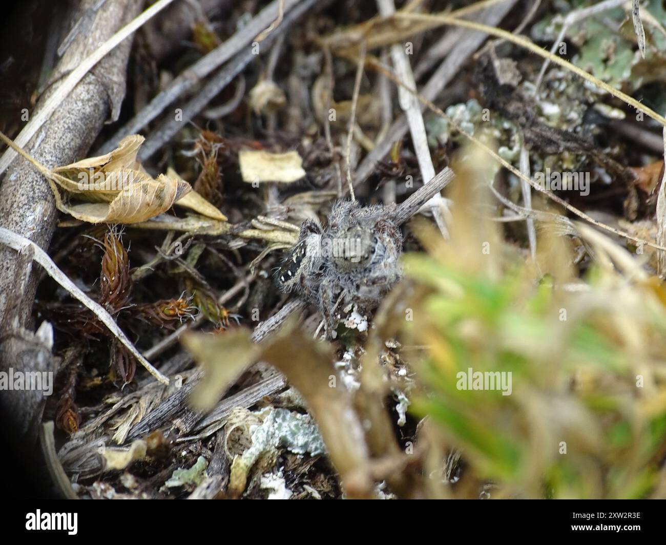 Marbled Purple Jumping Spider (Phidippus purpuratus) Arachnida Stock ...