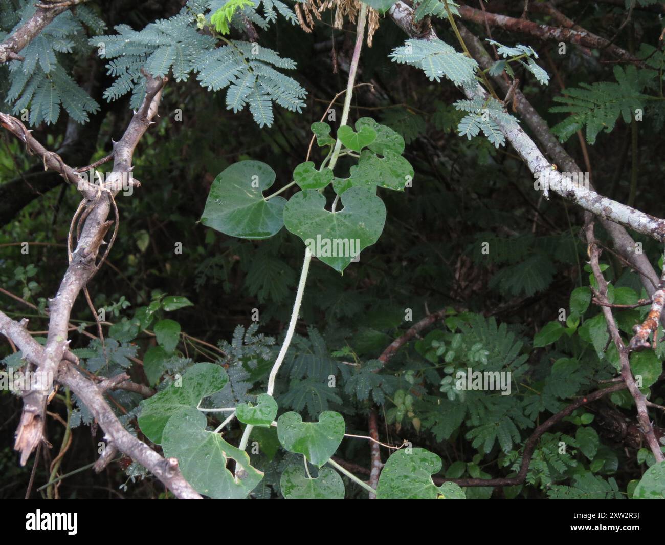 Trellis-vine (Pergularia daemia) Plantae Stock Photo - Alamy