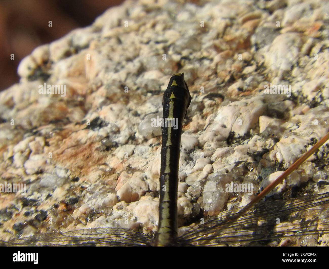 Black-shouldered Spinyleg (Dromogomphus spinosus) Insecta Stock Photo ...