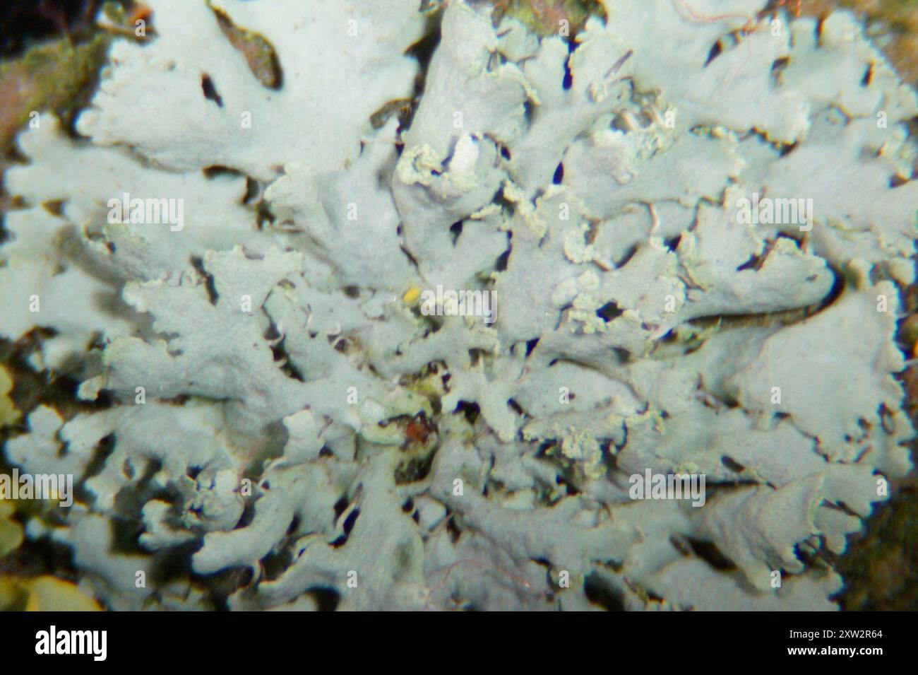 Fringed Rosette Lichen (Physcia tenella) Fungi Stock Photo - Alamy