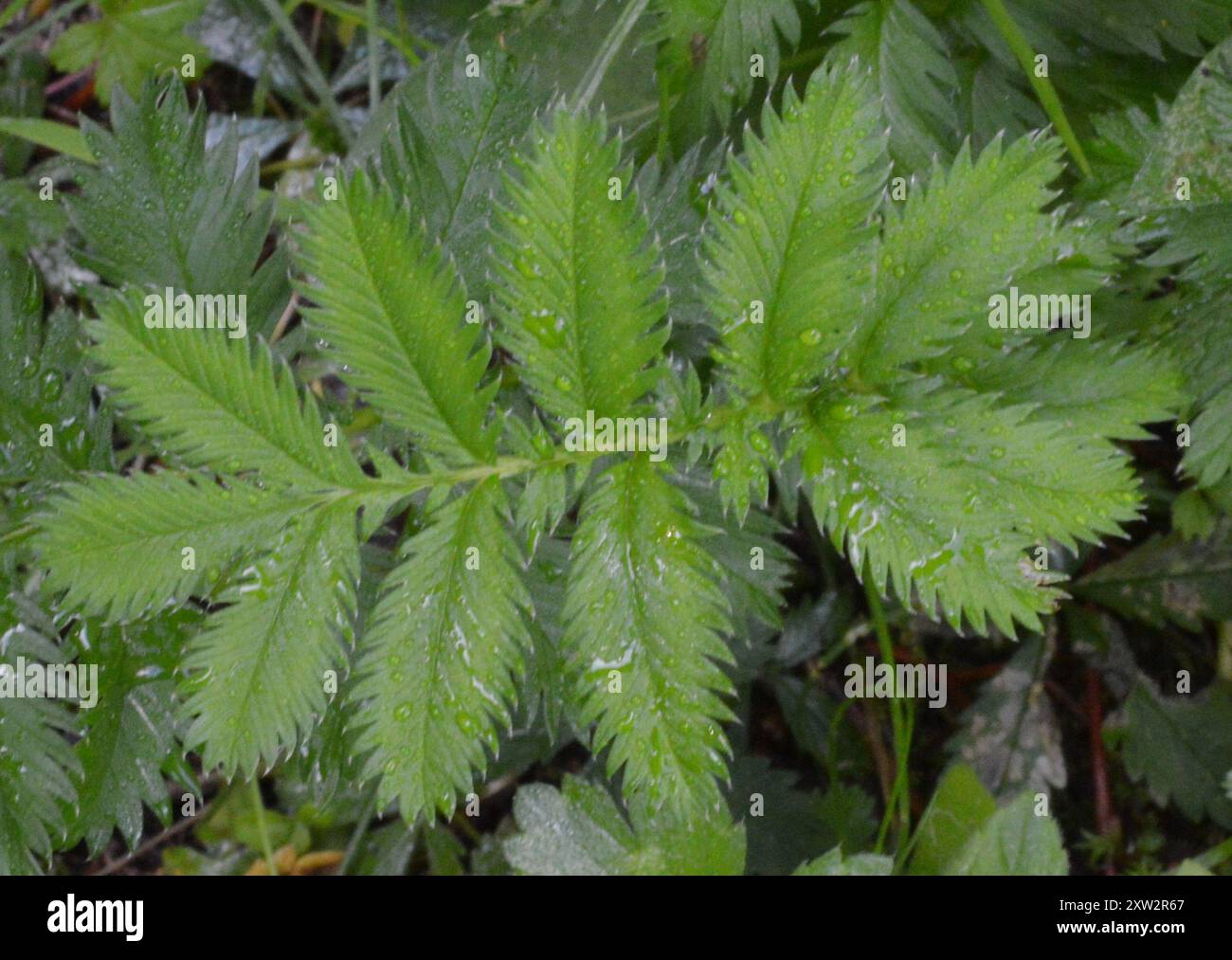 common silverweed (Argentina anserina) Plantae Stock Photo - Alamy