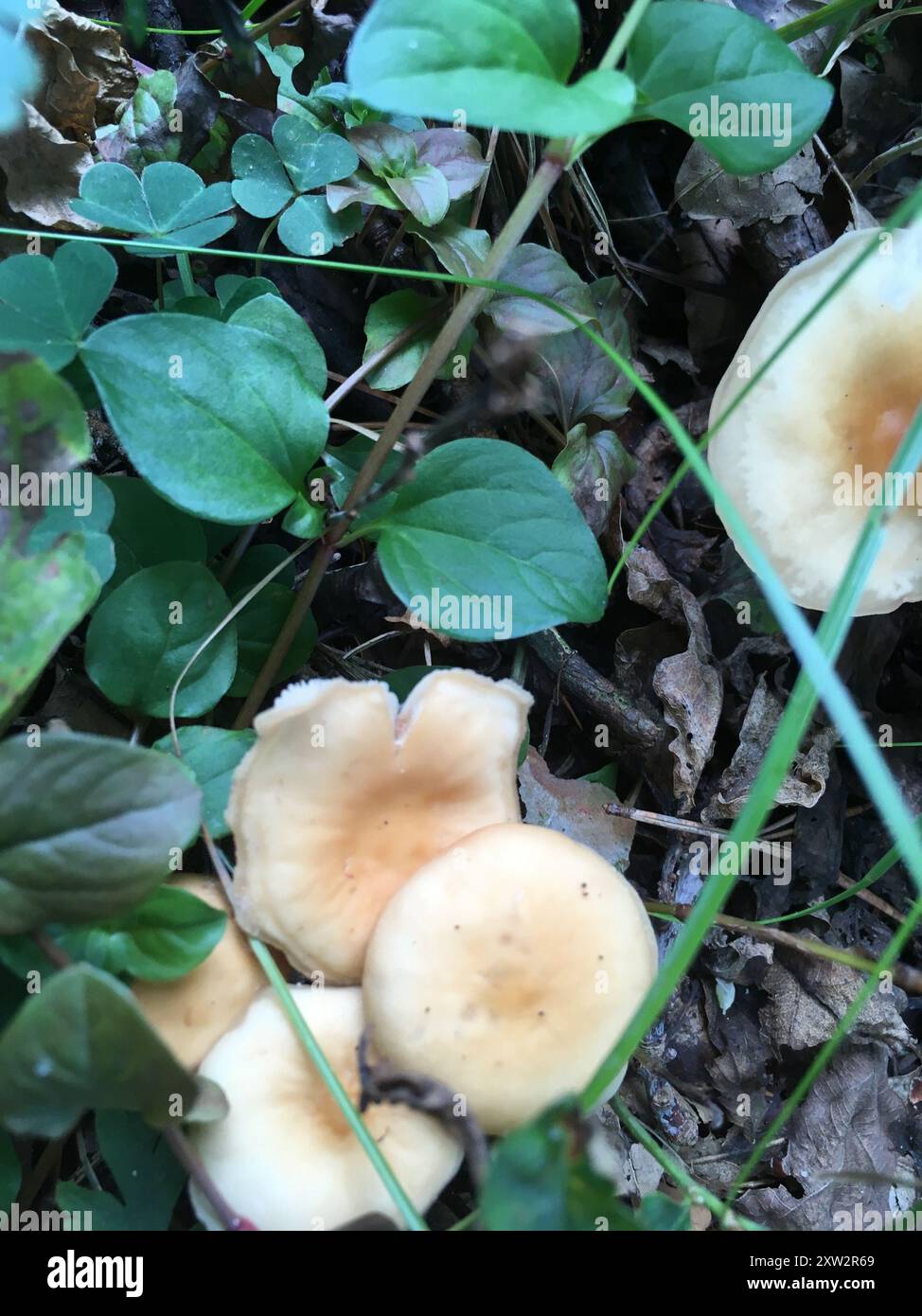 Fragrant Funnel (Clitocybe fragrans) Fungi Stock Photo - Alamy