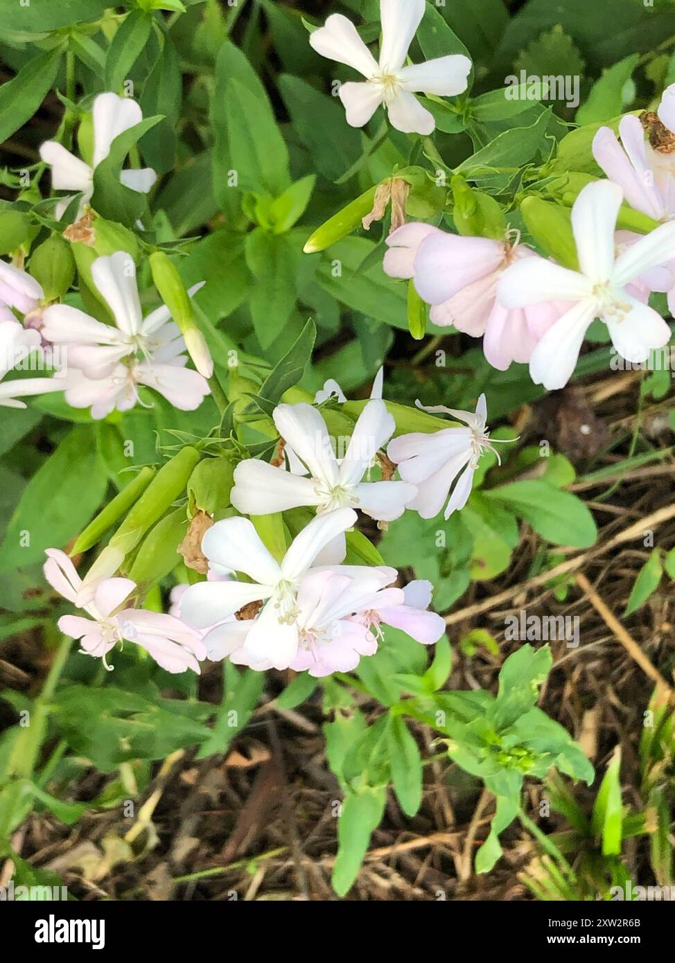 common soapwort (Saponaria officinalis) Plantae Stock Photo - Alamy