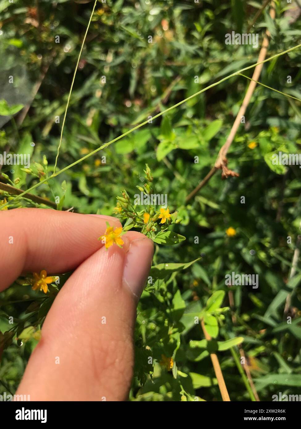Dwarf St. John's Wort (Hypericum mutilum) Plantae Stock Photo - Alamy