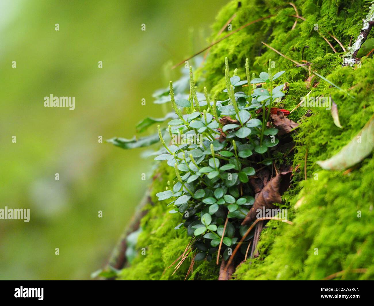 acorn peperomia (Peperomia tetraphylla) Plantae Stock Photo - Alamy