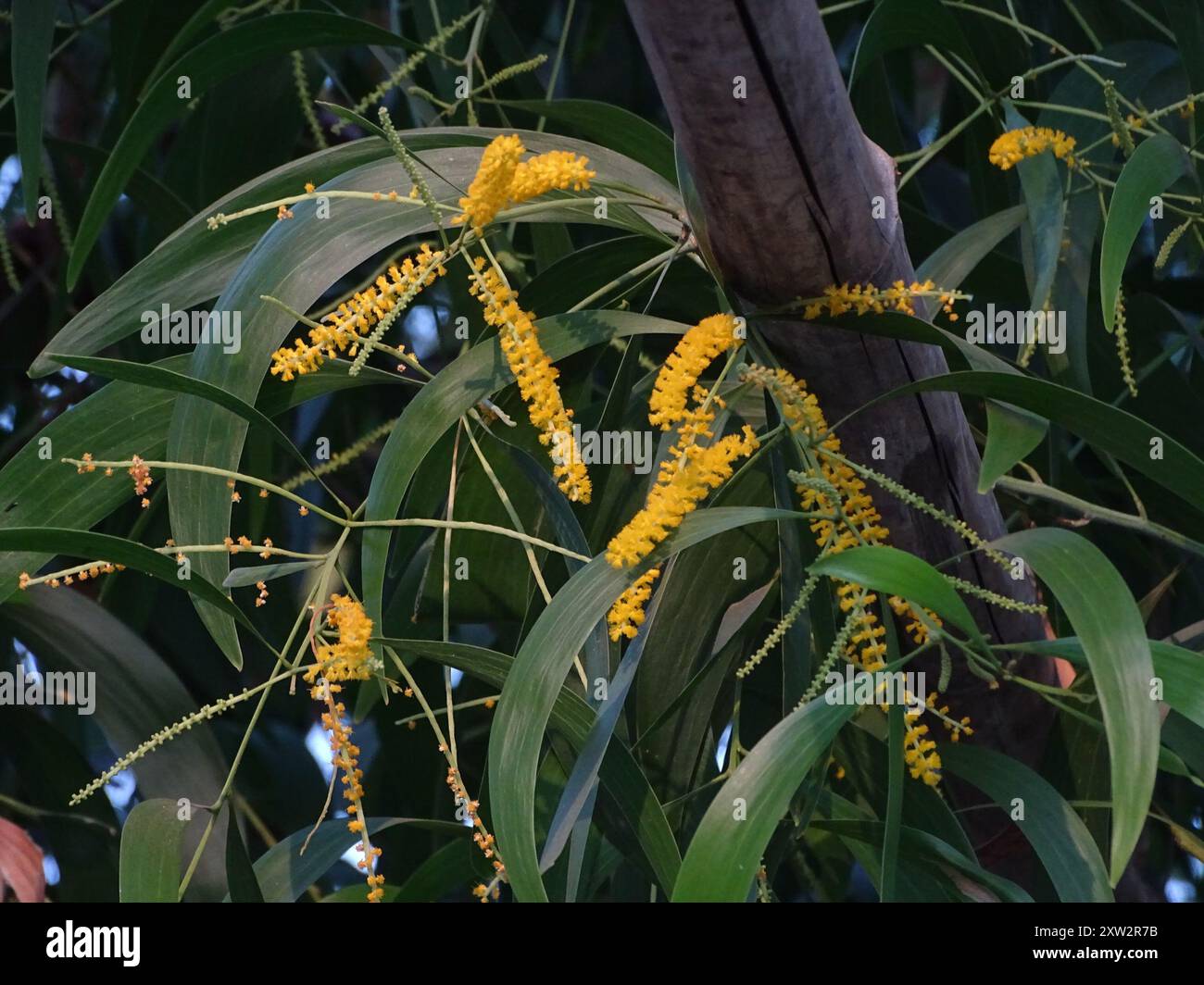 Earpod Wattle (Acacia auriculiformis) Plantae Stock Photo - Alamy