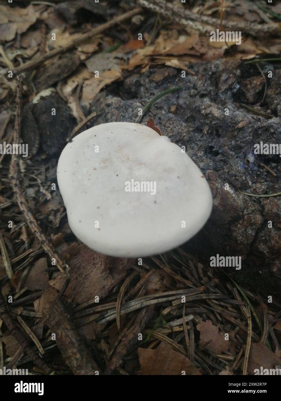 Sweetbread Mushroom (Clitopilus prunulus) Fungi Stock Photo - Alamy
