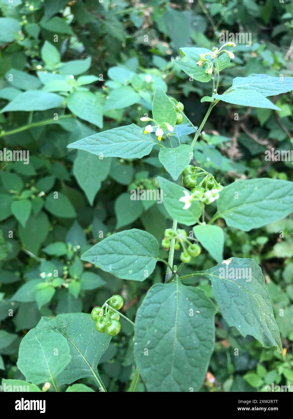 American black nightshade (Solanum americanum) Plantae Stock Photo - Alamy