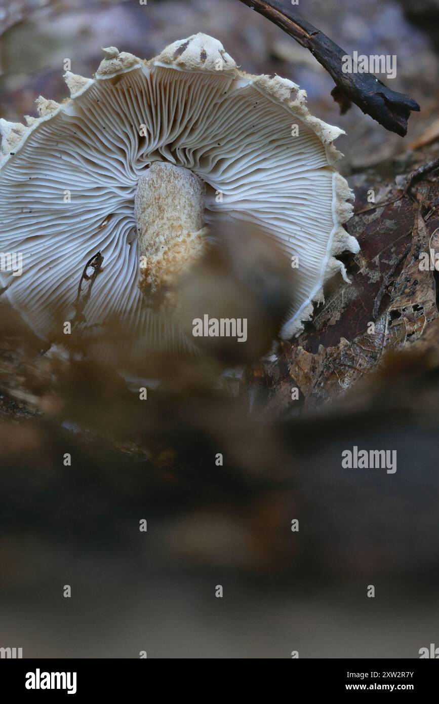 Earthy Powdercap (Cystoderma amianthinum) Fungi Stock Photo - Alamy