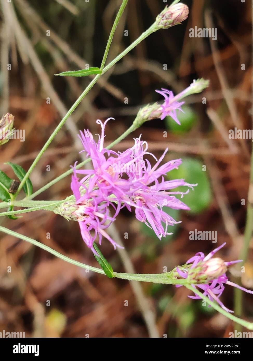 Narrow Leaf Ironweed (Vernonia angustifolia) Plantae Stock Photo - Alamy