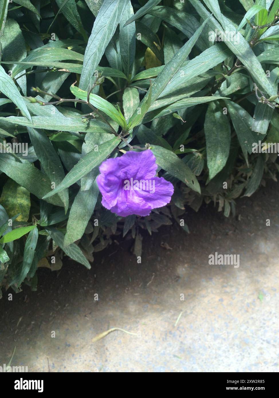 Mexican ruellia (Ruellia simplex) Plantae Stock Photo - Alamy