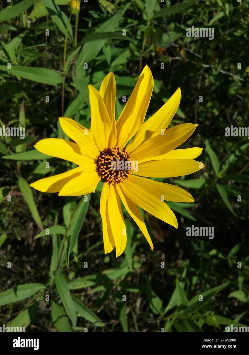 sawtooth sunflower (Helianthus grosseserratus) Plantae Stock Photo - Alamy