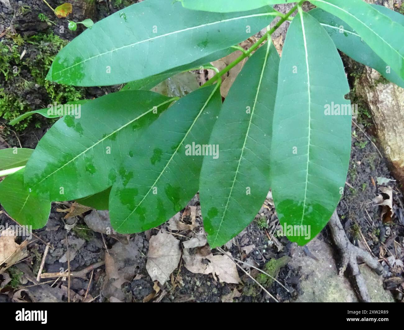 dicots (Magnoliopsida) Plantae Stock Photo - Alamy