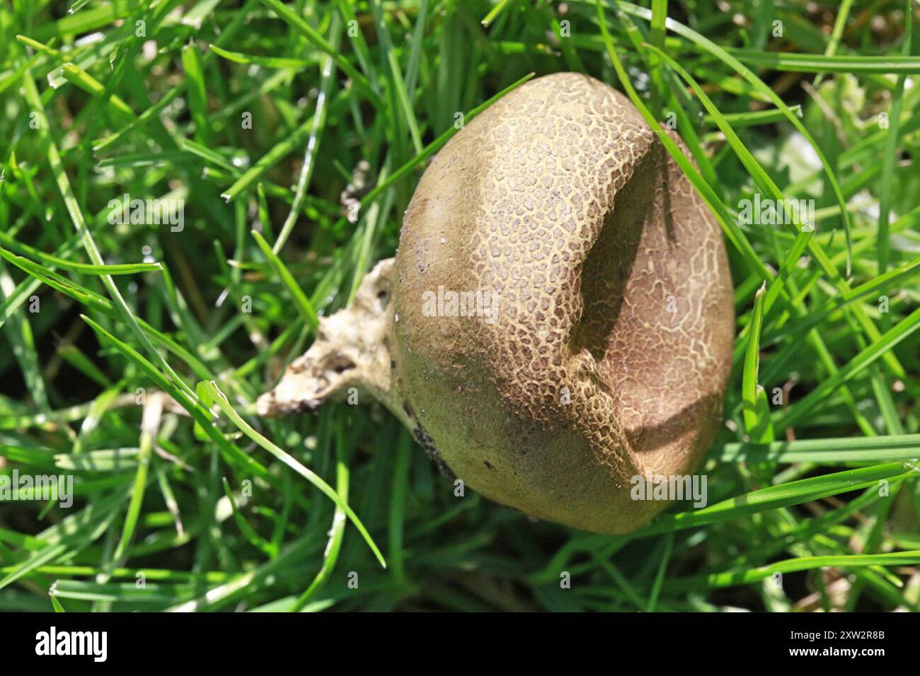 common earthball (Scleroderma citrinum) Fungi Stock Photo - Alamy