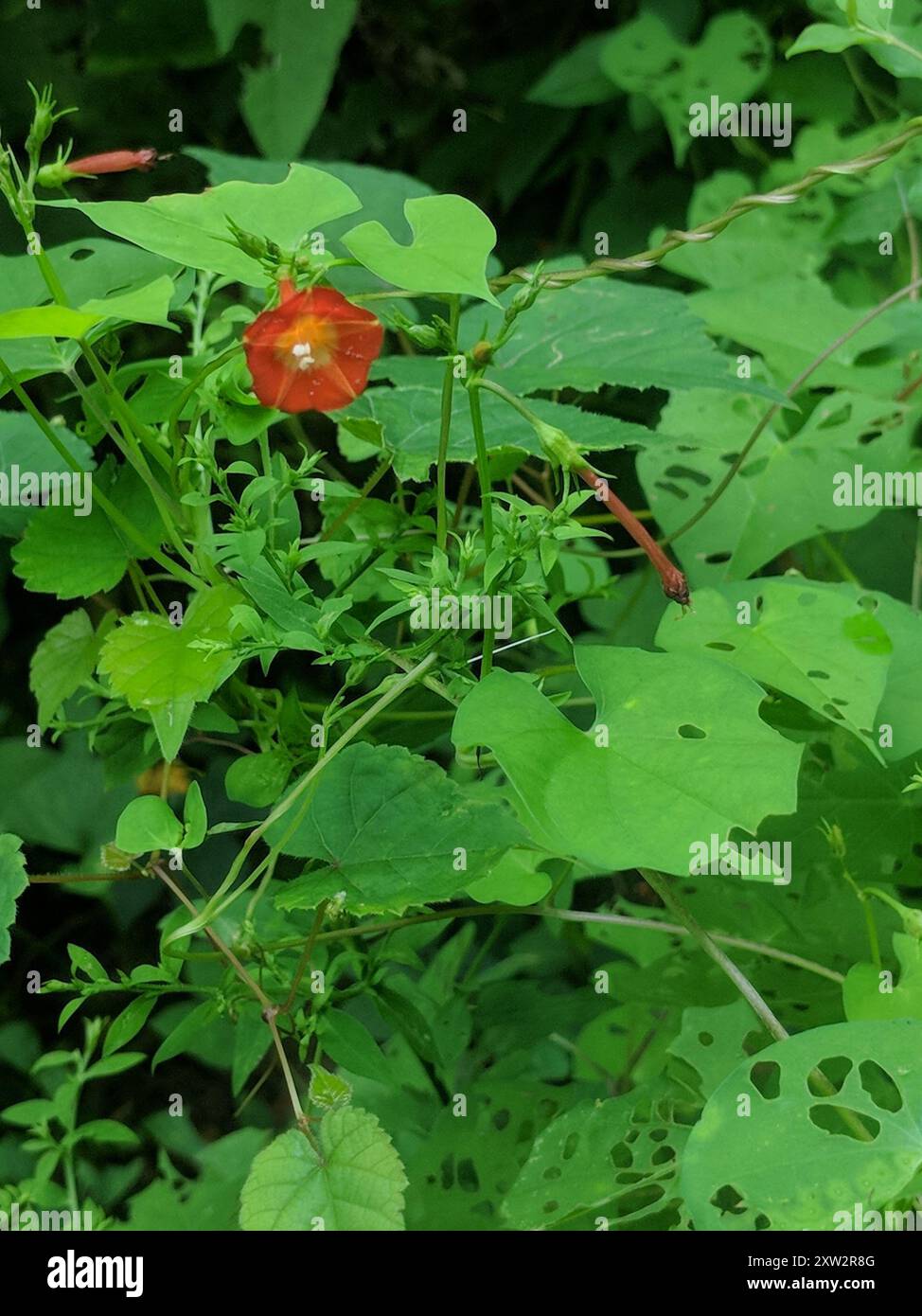 red morning glory (Ipomoea coccinea) Plantae Stock Photo - Alamy