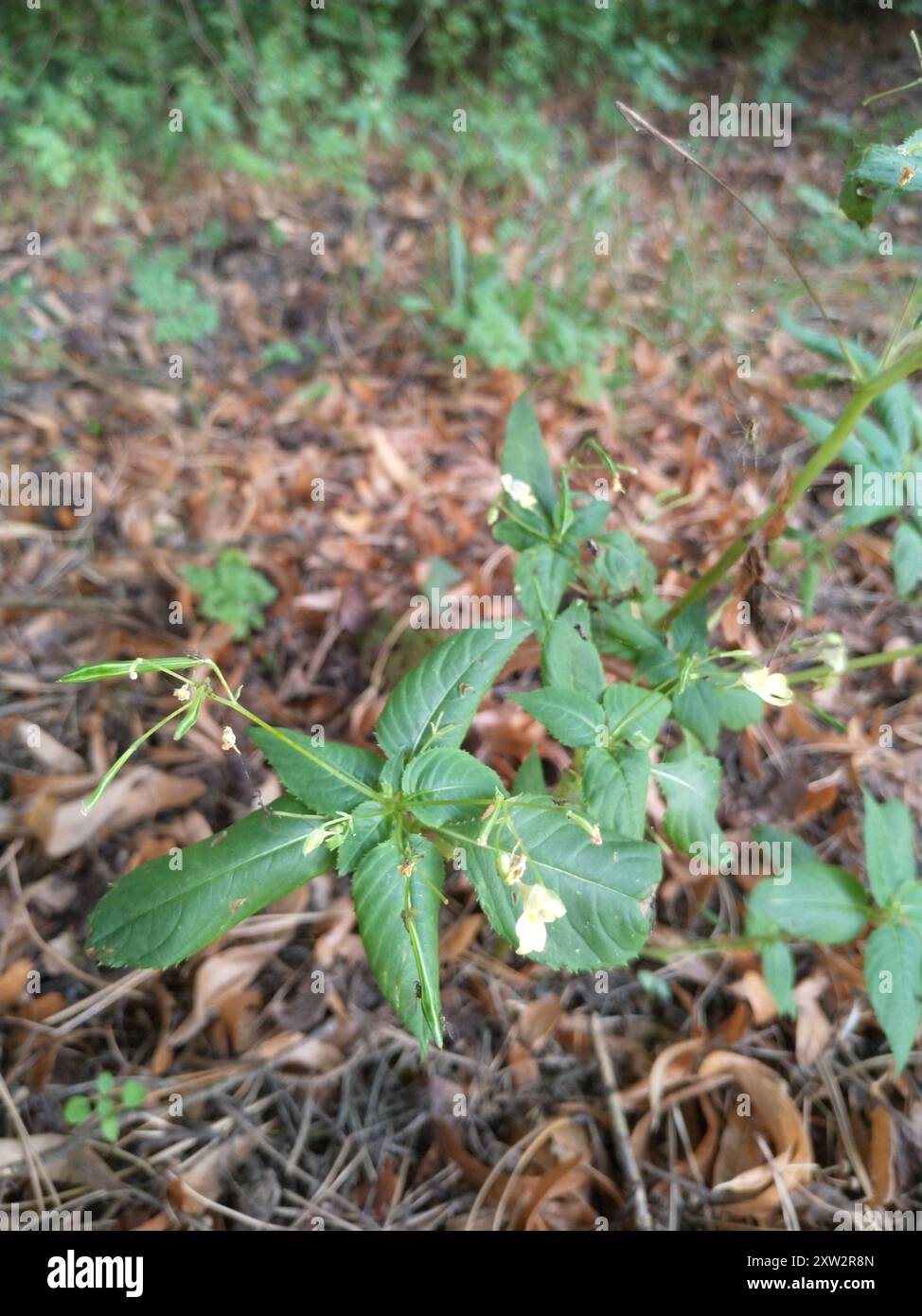 small balsam (Impatiens parviflora) Plantae Stock Photo - Alamy
