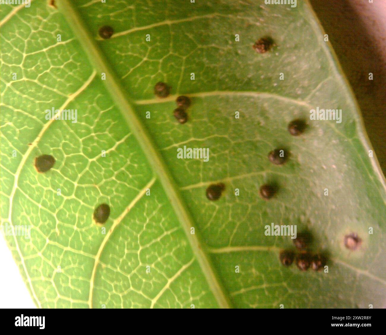 (Procontarinia robusta) Insecta Stock Photo - Alamy