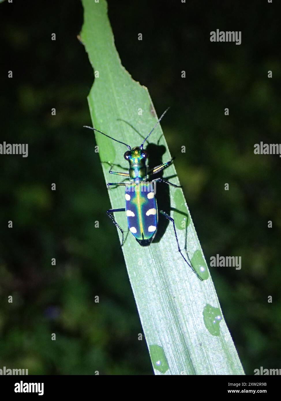 (Cosmodela batesi) Insecta Stock Photo - Alamy