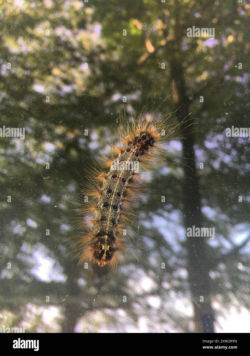 Spongy Moth (Lymantria dispar) Insecta Stock Photo - Alamy